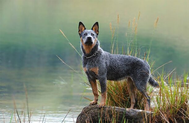 The Complete Guide to All Australian Dog Breeds The Complete Guide to All Australian Dog Breeds